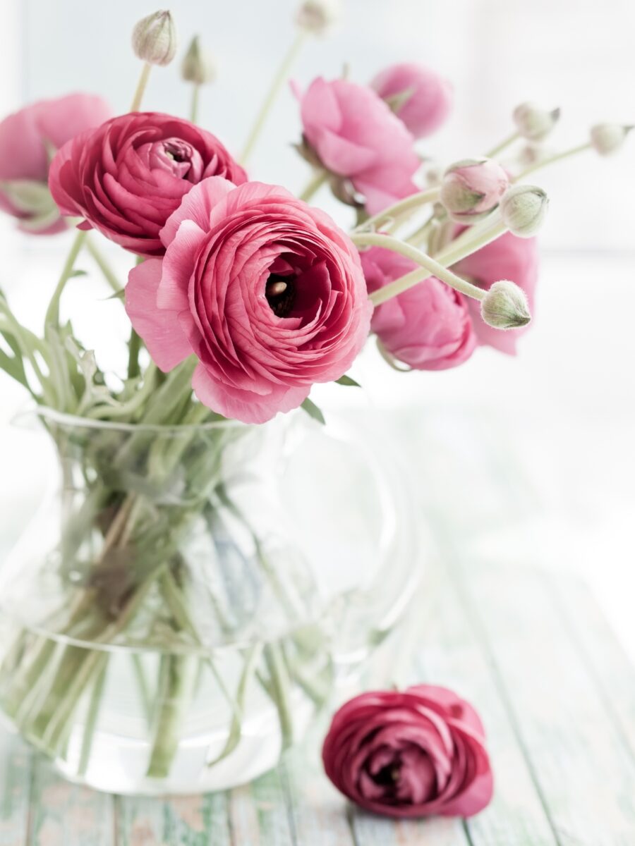 How to Grow Ranunculus - growhappierplants.com